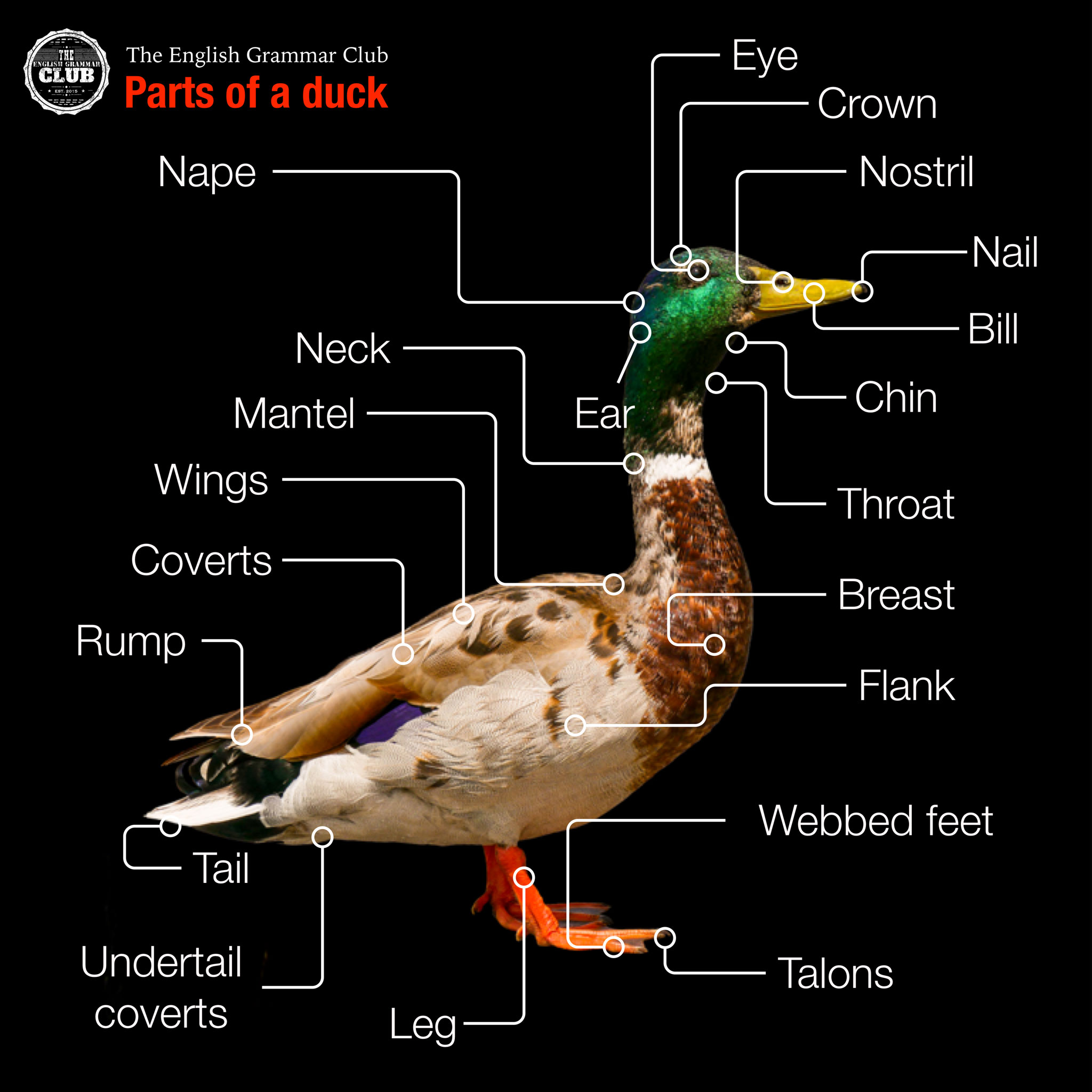 Parts Of A Duck Grammar Tips